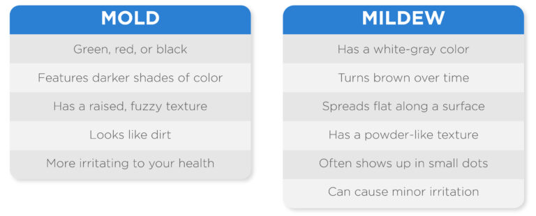Mold vs Mildew: What's the Difference?