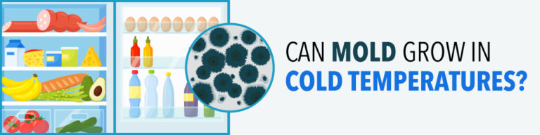 Can Mold Grow in Cold Temperatures? | Alpha Environmental